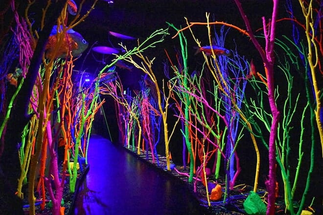 meow wolf santa fe