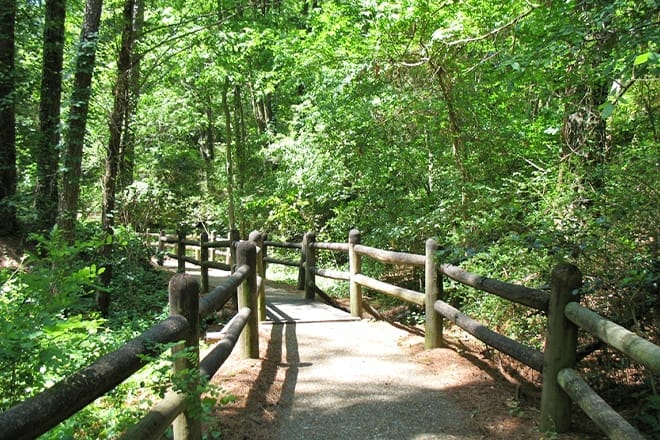 mississippi petrified forest &mdash; flora