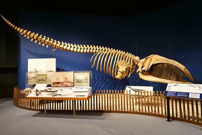 new york state museum