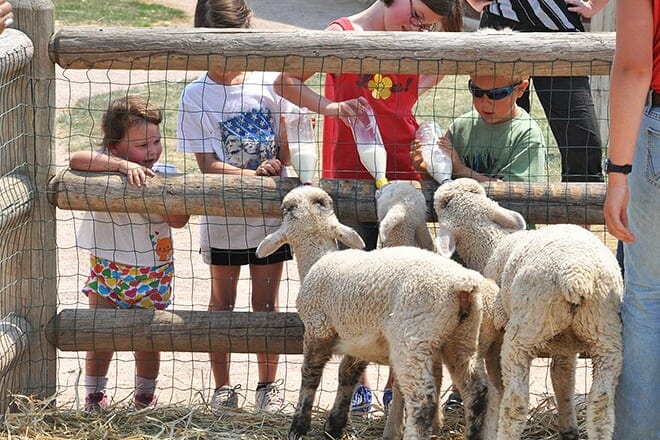 old macdonald's farm