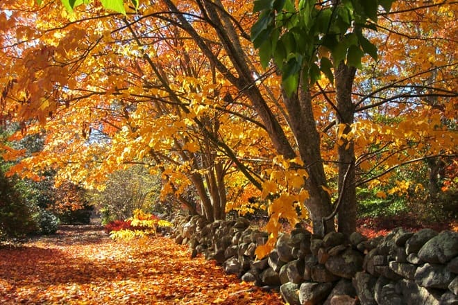 polly hill arboretum