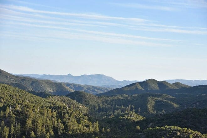 prescott national forest