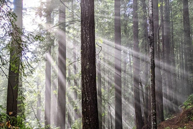 purisima creek trail and redwoods open space preserve