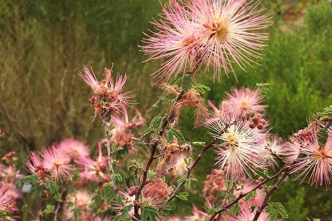 red hills desert garden