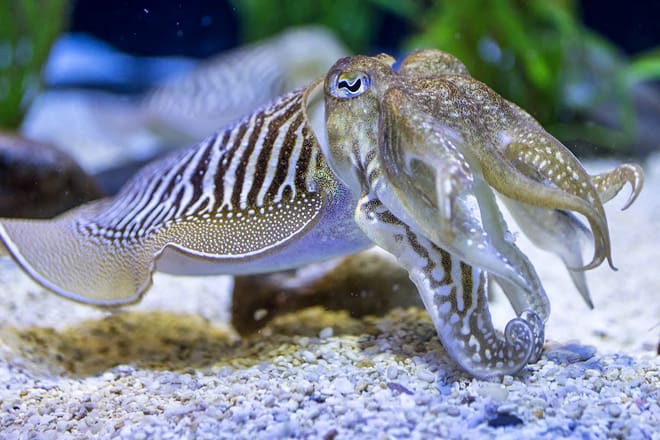 ripley's aquarium of the smokies