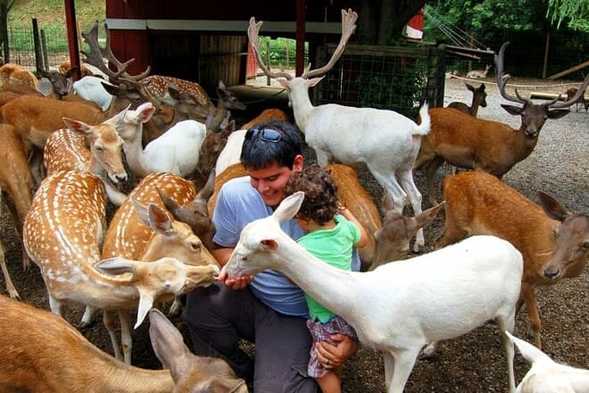 smoky mountain deer farm & exotic petting zoo