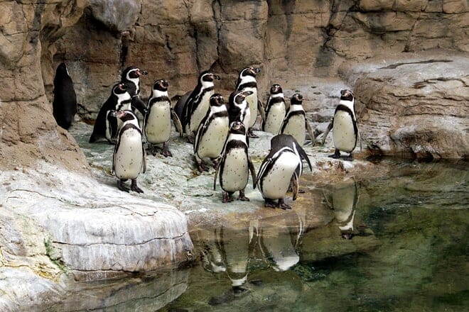 st. louis zoo &mdash; st. louis