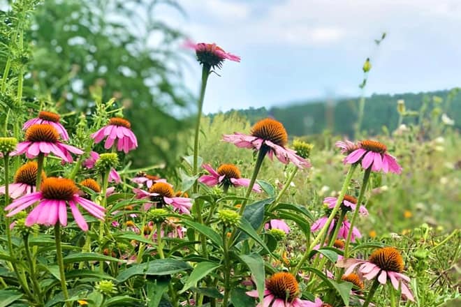 the arboretum at flagstaff