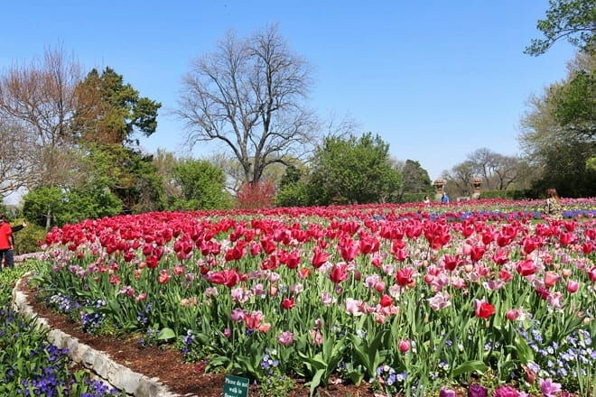 the dallas arboretum and botanical garden