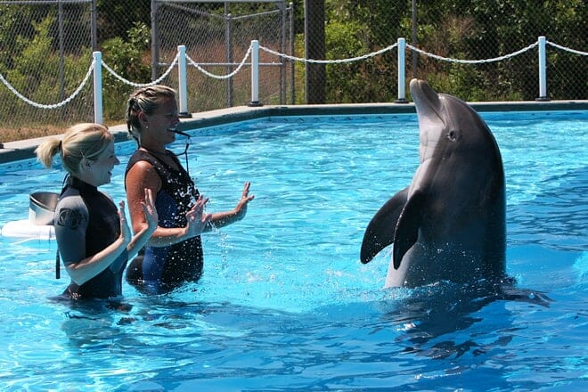 the institute for marine mammal studies &mdash; gulfport