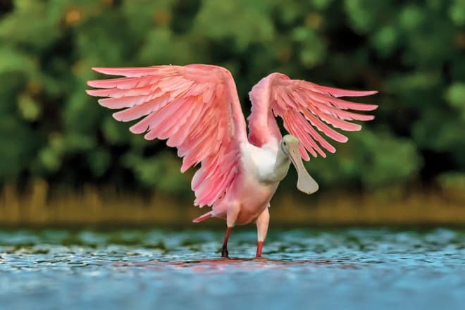 tigertail beach park