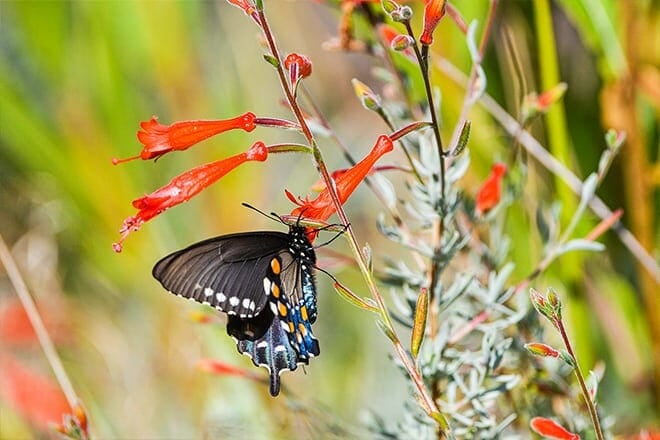tilden regional park, botanic garden