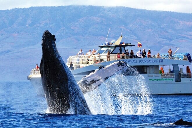 whale center of the pacific