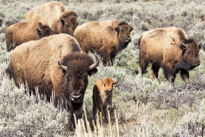 yellowstone safari co.
