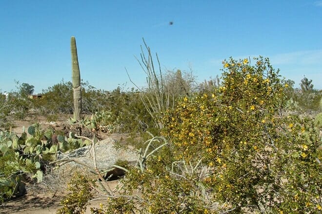 yuma conservation garden