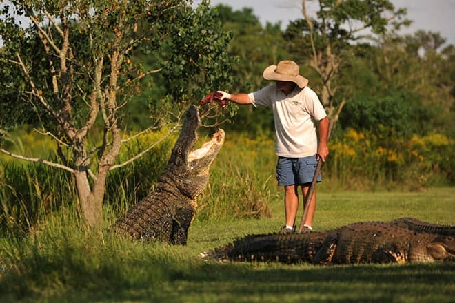 alligator alley — summerdale