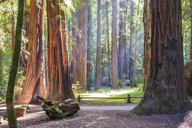 armstrong redwoods state reserve