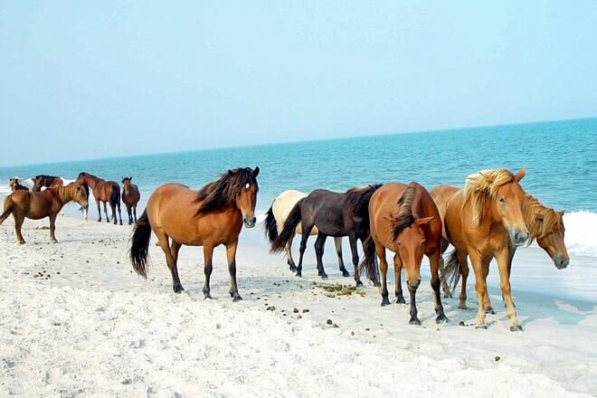 assateague island national seashore &mdash; berlin