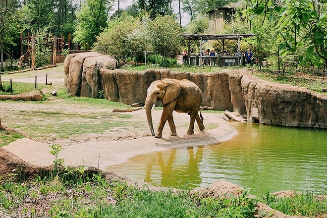 birmingham zoo — birmingham