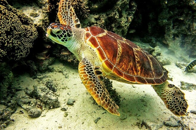 bora bora turtle centre