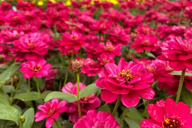 brookgreen gardens — murrells inlet