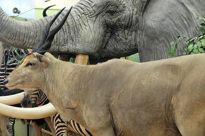 Buena Vista Museum of Natural History & Science