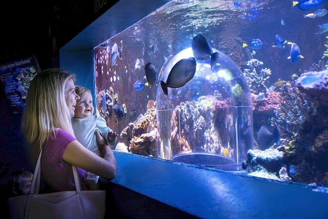 Butterfly House & Aquarium