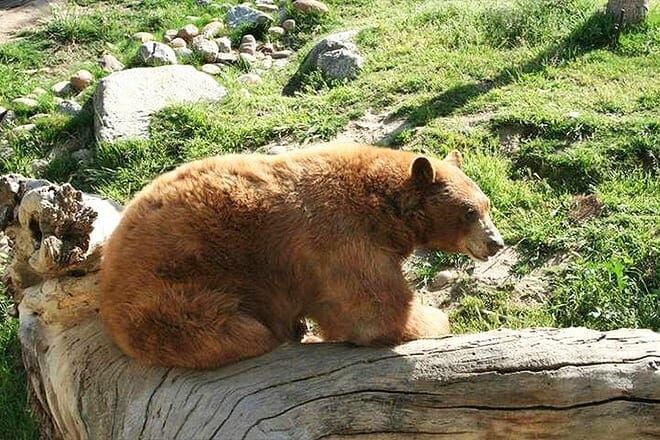 california area living museum calm