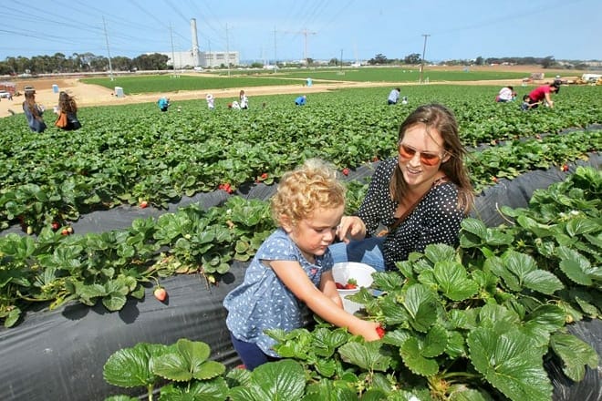 carlsbad strawberry company