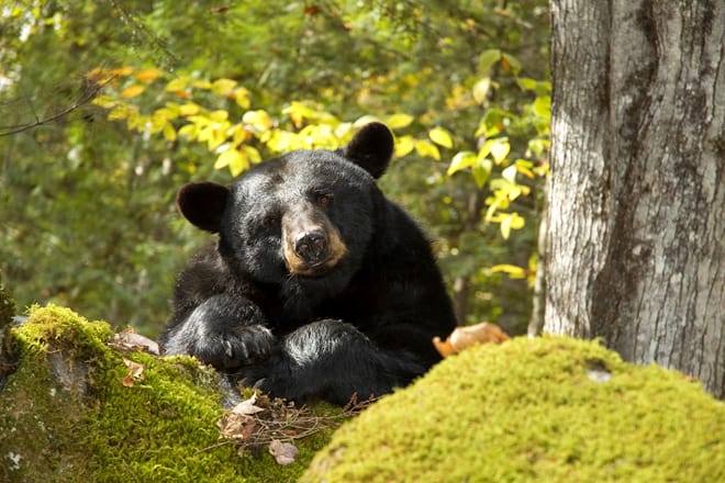 clarks bears &mdash; lincoln