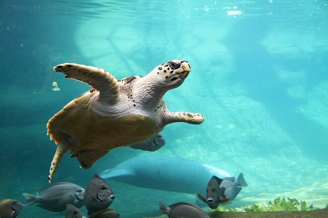 columbus zoo and aquarium