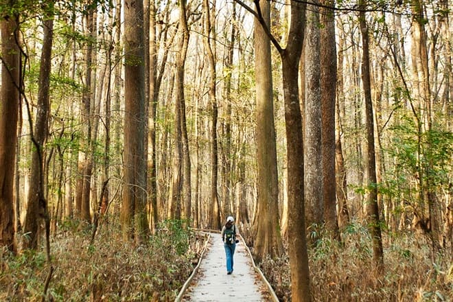congaree national park — hopkins