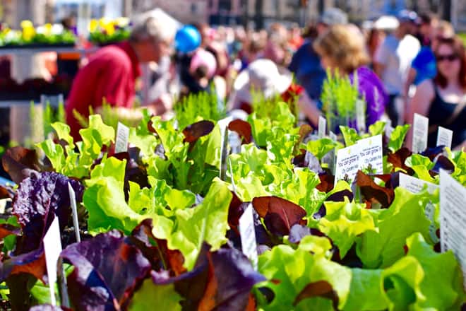 dane county farmer's market