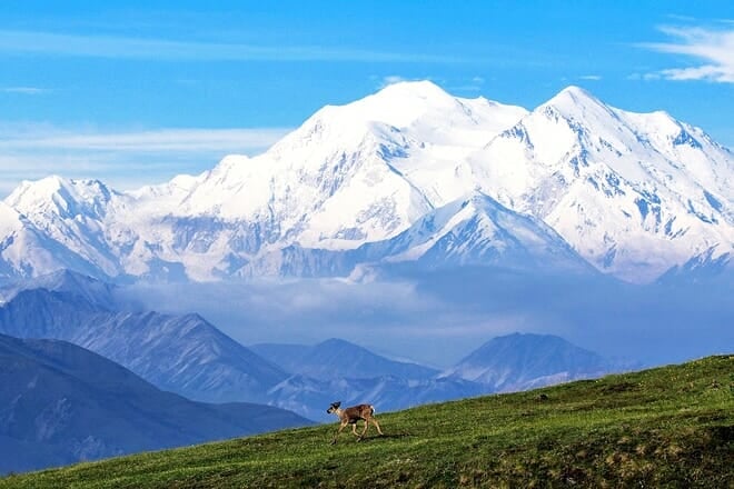 denali national park