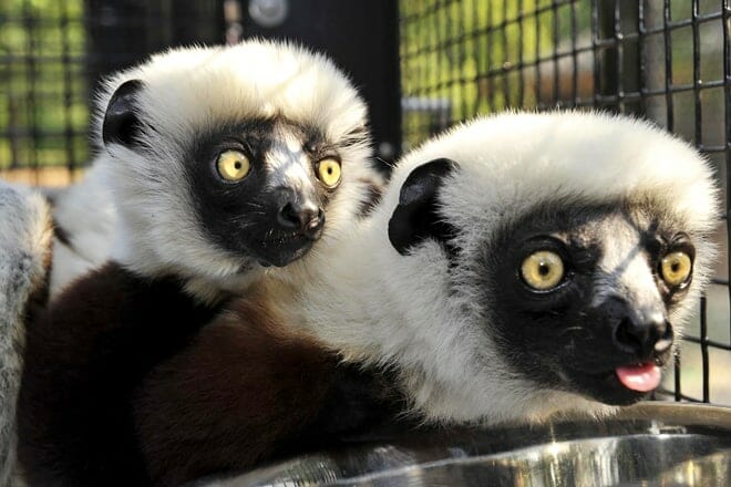 duke lemur center