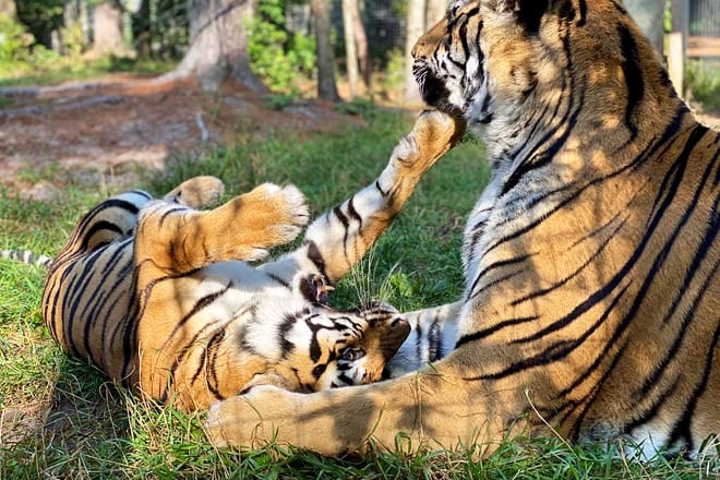 garlyn zoological park