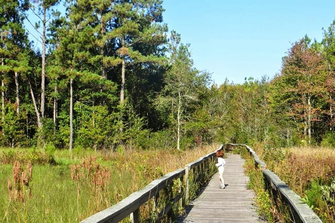 grand bay wildlife management area