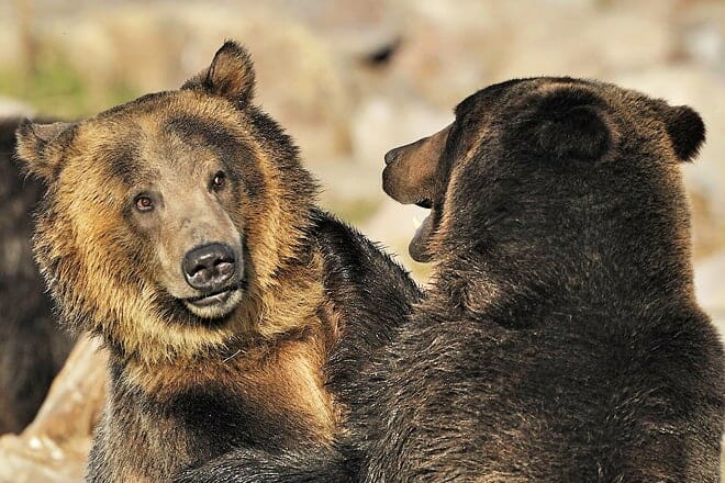 grizzly and wolf discovery center