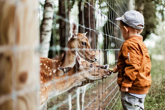 Hochatown Petting Zoo
