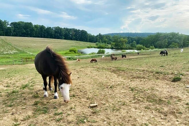 land of little horses