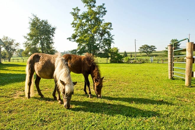 lil&rsquo; country store and miniature horse farm &mdash; ronks
