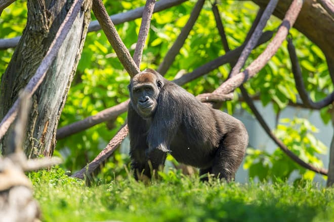 lincoln park &mdash; chicago