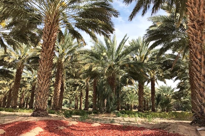 martha&rsquo;s gardens medjool date farm