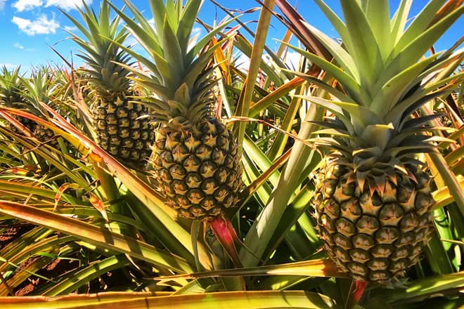 maui pineapple tours