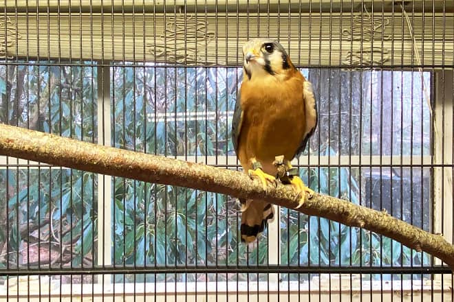 may wildlife rehabilitation center