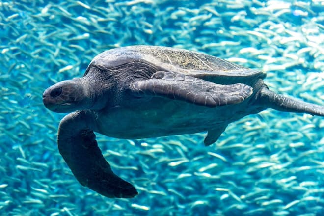 monterey aquarium and cannery row