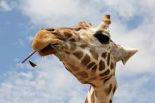 oklahoma city zoo &mdash; oklahoma city