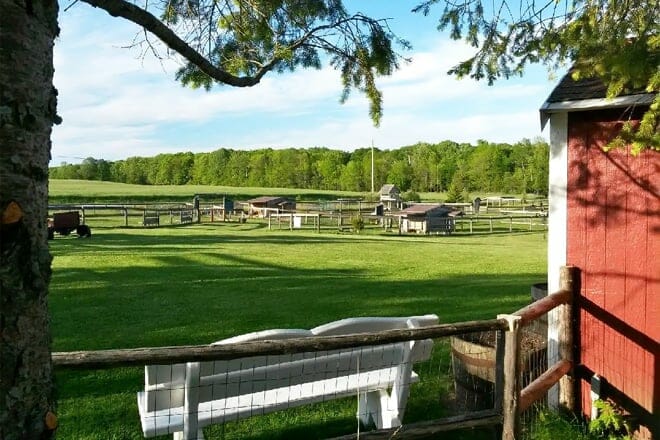 plum loco animal farm