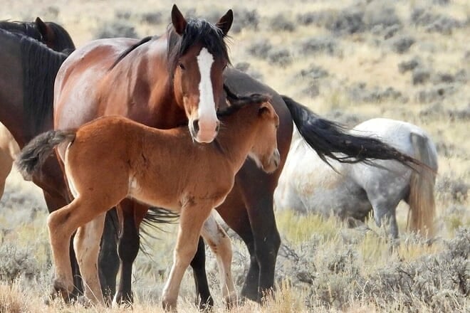 Red Canyon Wild Mustang Tours