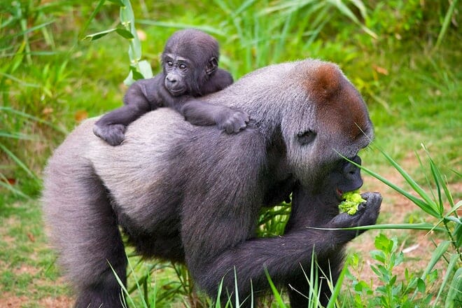 riverbanks zoo and garden — columbia